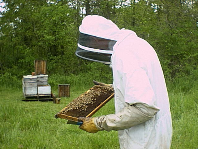 HEATHER VALLEY HONEY - RAW, UNFILTERED - Holistic Mystic by Ceres & Co ...